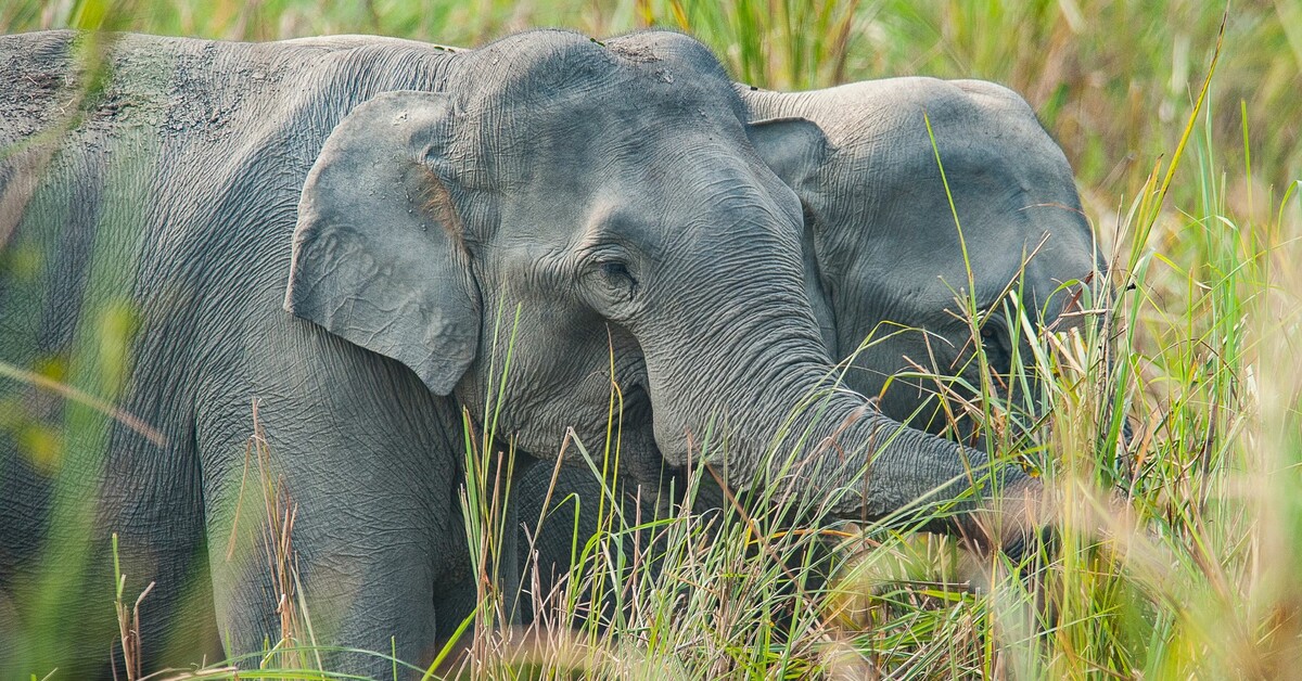 Adopt an Elephant