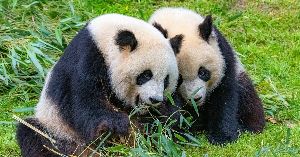 Υιοθετησε ενα Παντα