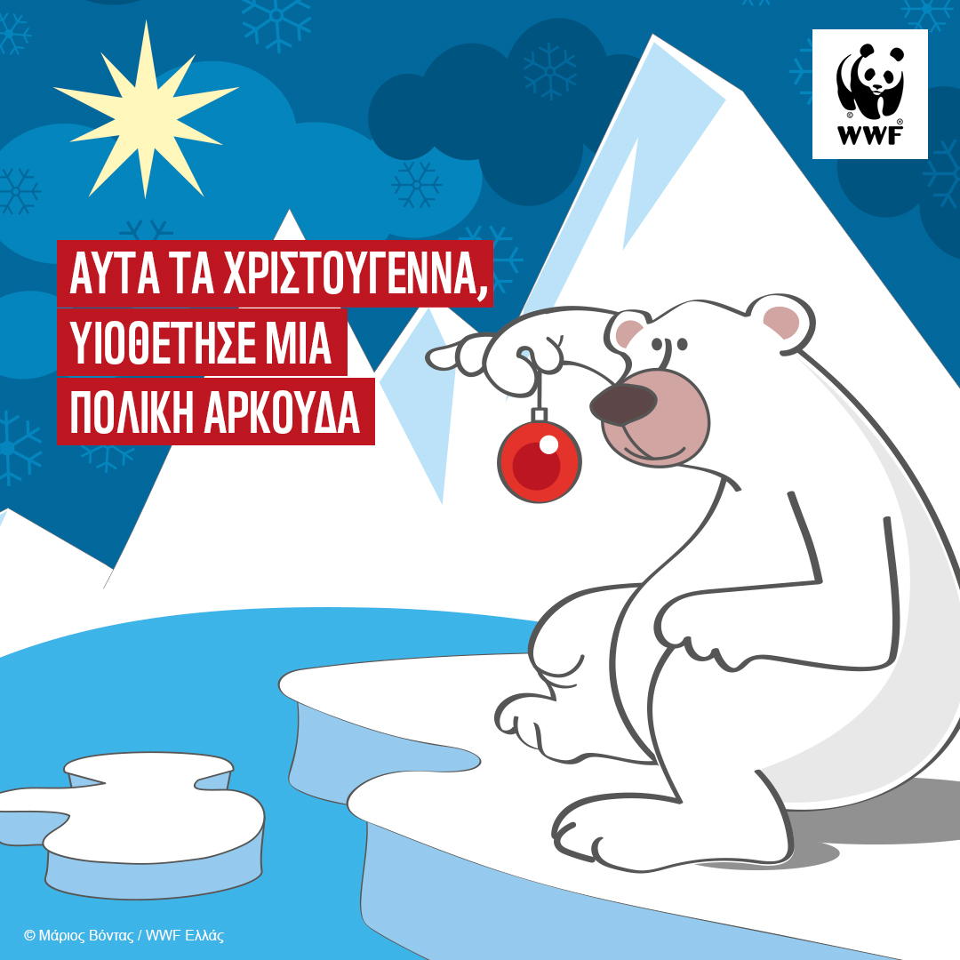 Υιοθέτησε μια Πολική αρκούδα